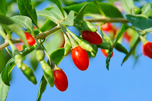 Conheça os 11 benefícios do Goji berry! | Pitacos e Achados