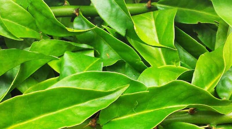 Plantas comestíveis: conheça 7 espécies para cultivar em casa | Pitacos ...